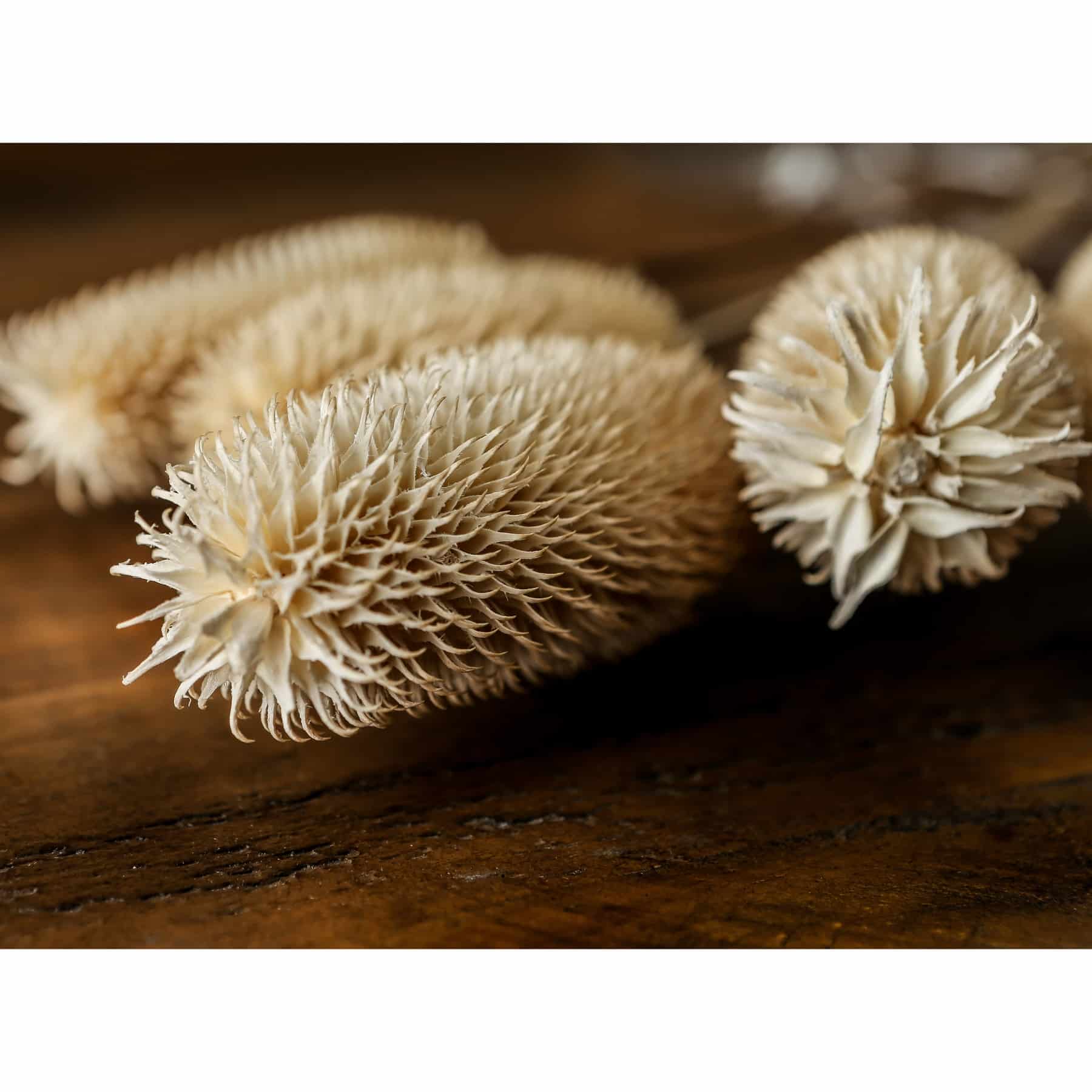 Bouquet Of Dried Tall Thistle - Roost Home & Lifestyle