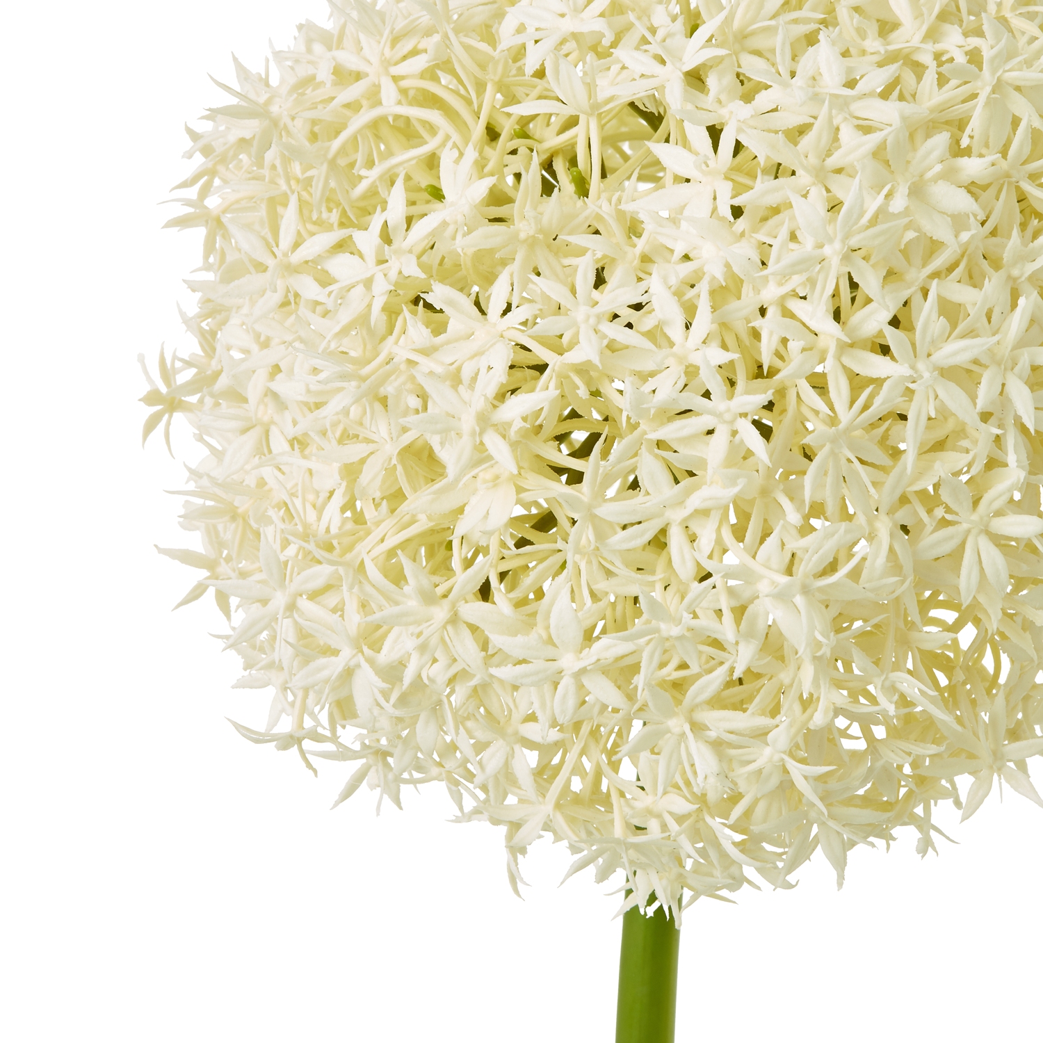 Cream Giant Allium Stem - Roost Home & Lifestyle