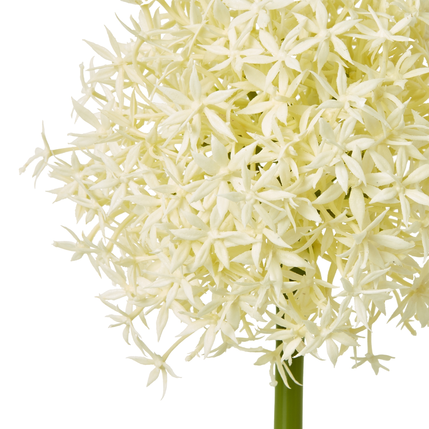 Cream Medium Allium Stem - Roost Home & Lifestyle